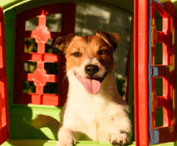 Agriculture, Fisheries and Conservation Department - Animal Management