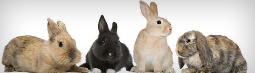 Agriculture, Fisheries and Conservation Department - Animal Management ...