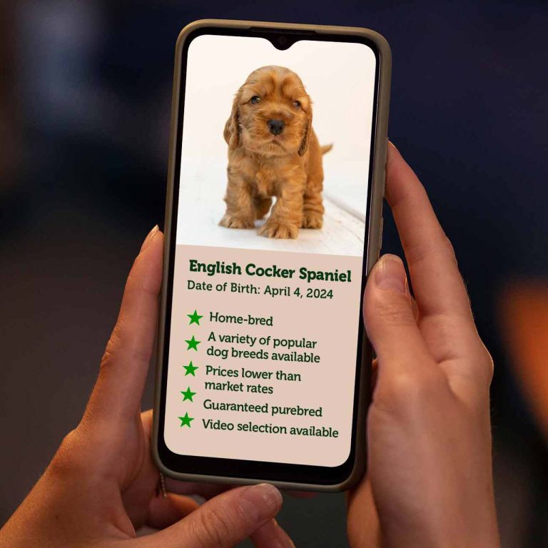 New owners must learn: Beware of pet phishing scams (Petfishing ...